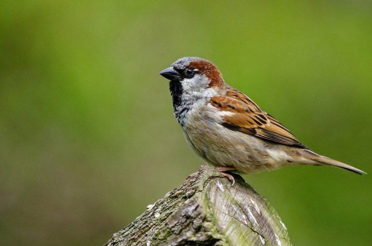 NEJČASTĚJŠÍ DRUHY PTÁKŮ - Ochrana ptáků